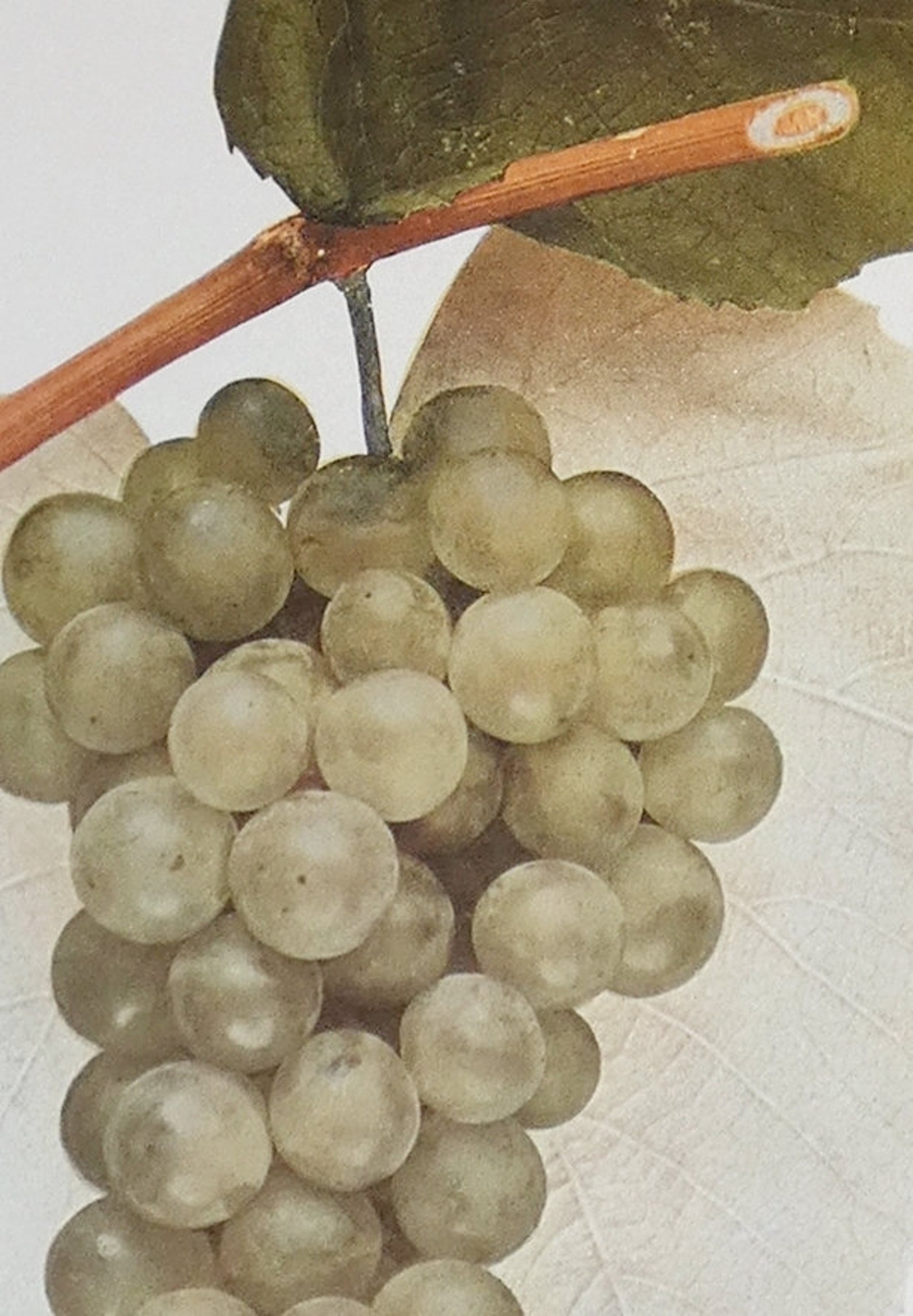 1908 Vintage Grape Print, Antique Fruit Print, Green Hidalgo Grapes of ...