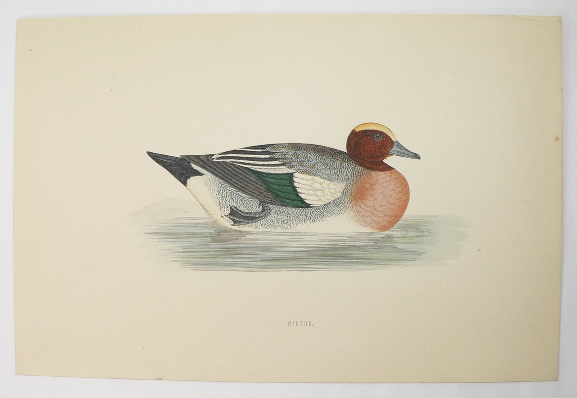 Wigeon Duck Print, 1870 Antique Bird Engraving, Natural History Art ...