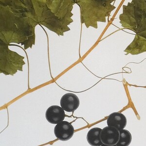1908 Vintage Grape Print, Muscadine Grape and Grape Vine Shoot, Old ...