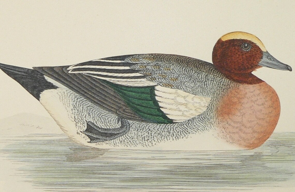 Wigeon Duck Print, 1870 Antique Bird Engraving, Natural History Art ...