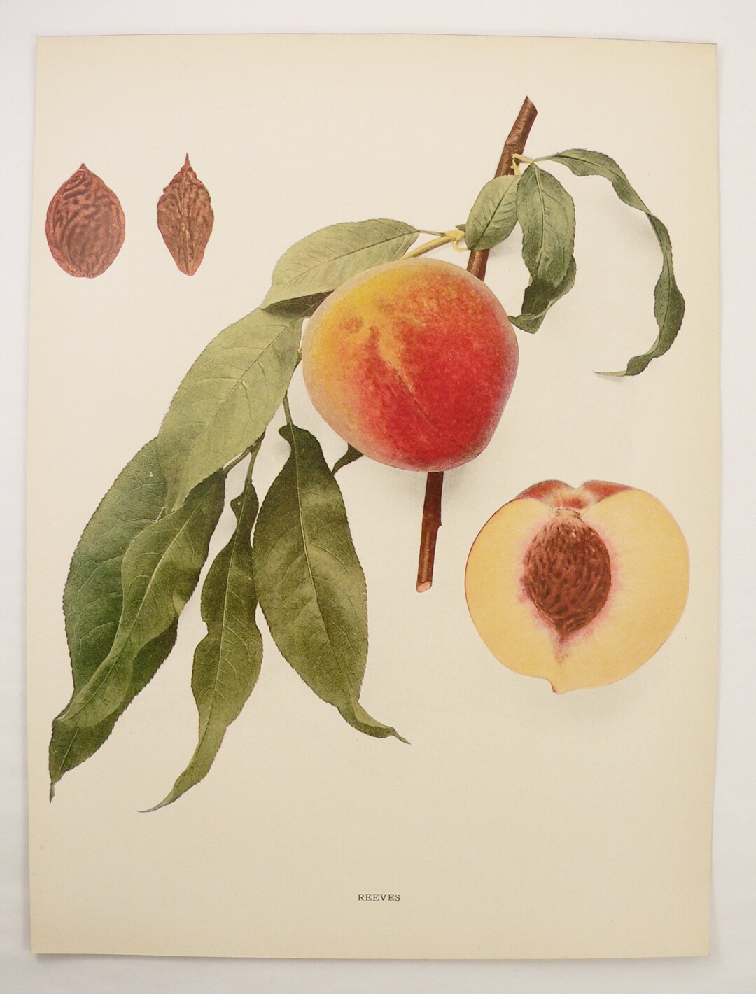 1917 Vintage Peach Print, Antique Color Print of Reeves Peaches, Fruit ...