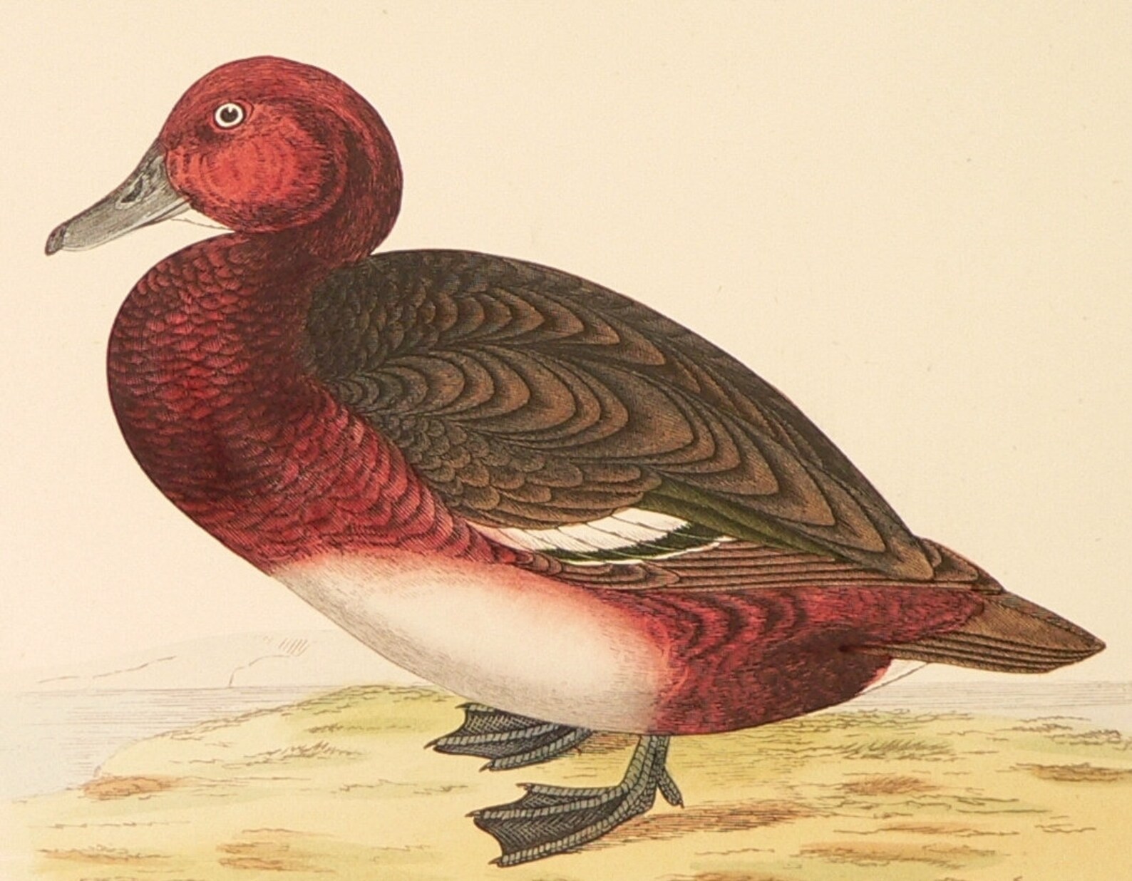 Vintage Bird Print 1870 FO Morris Duck Engraving, Original Antique Hand ...