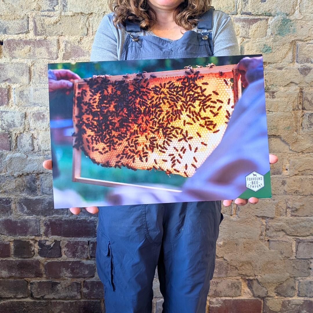 Bee Education Poster Set for Classrooms & Libraries – 12x18" Beekeeping ...