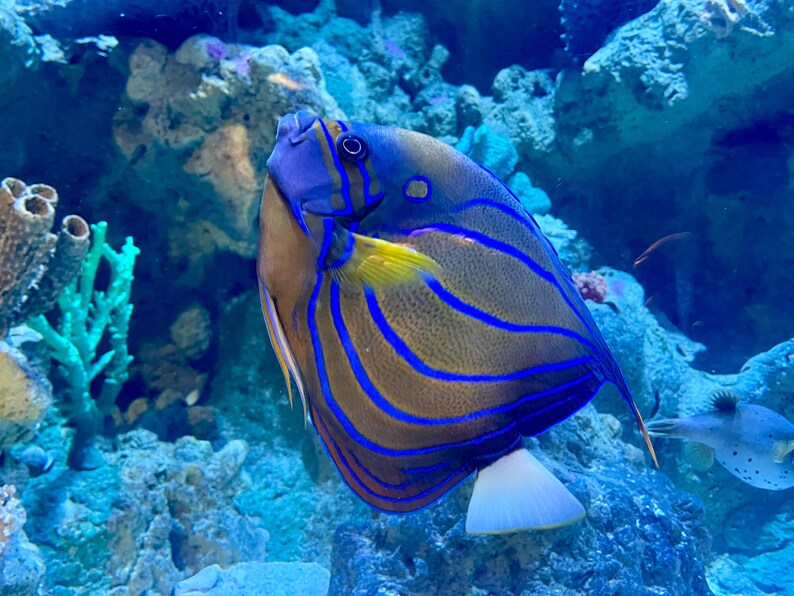 Beautiful Tropical Fish - Etsy