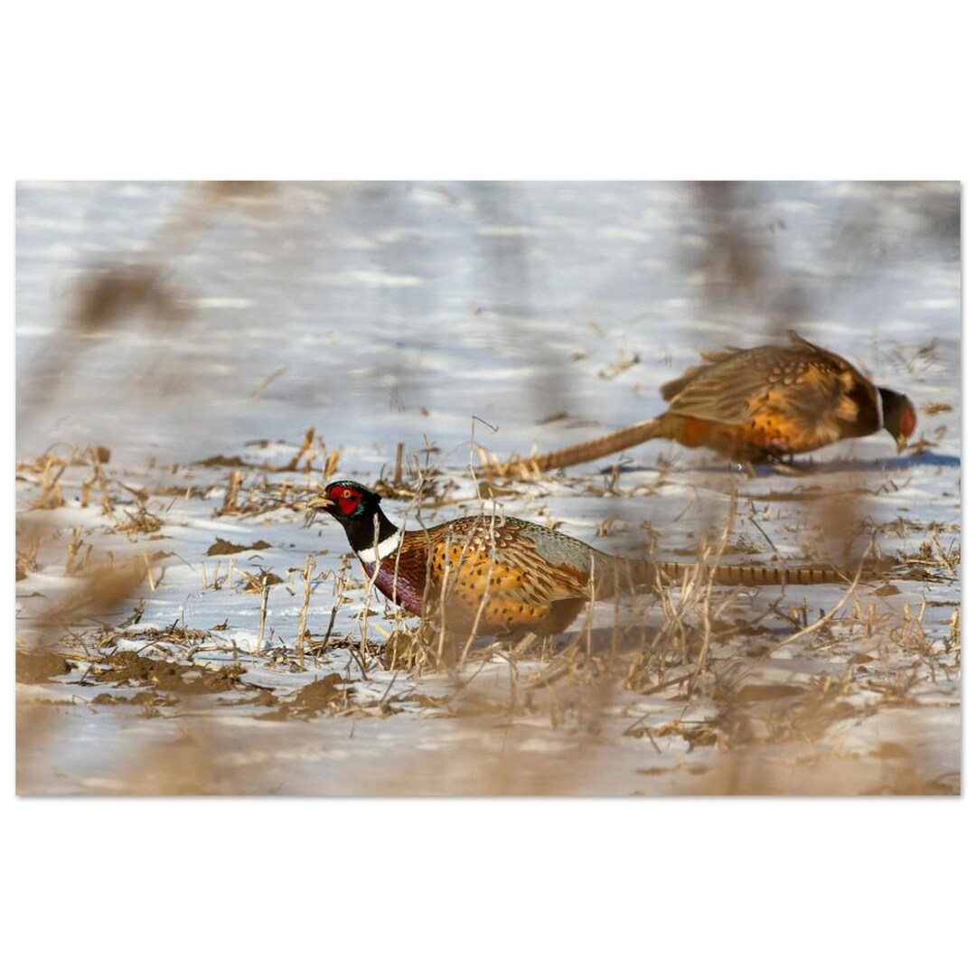 Ring-necked Pheasant Roosters Feed in a Winter Field - Fine Art Photo ...