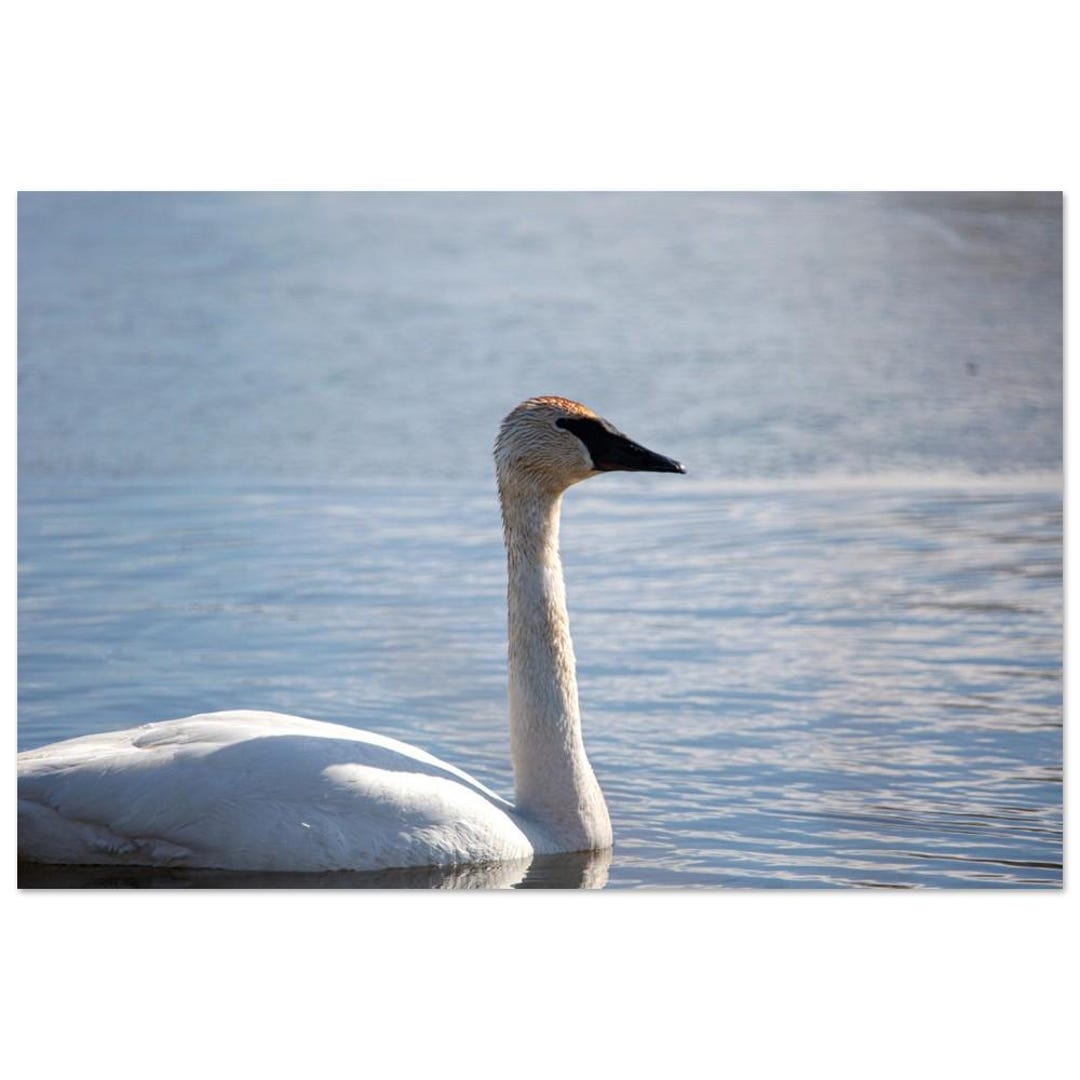 A Trumpeter Swan Portrait Printed on Premium Semi-glossy Paper Poster ...