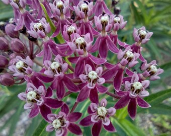 Soulmate Pink Swamp Milkweed 15 Seeds Asclepias Incarnata - Etsy