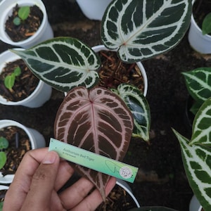 Anthurium Red Tiger From Mr. Haji Ulih | Best Seller Indonesia - Etsy