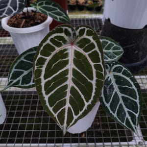 Anthurium Red Tiger From Mr. Haji Ulih | Best Seller Indonesia - Etsy