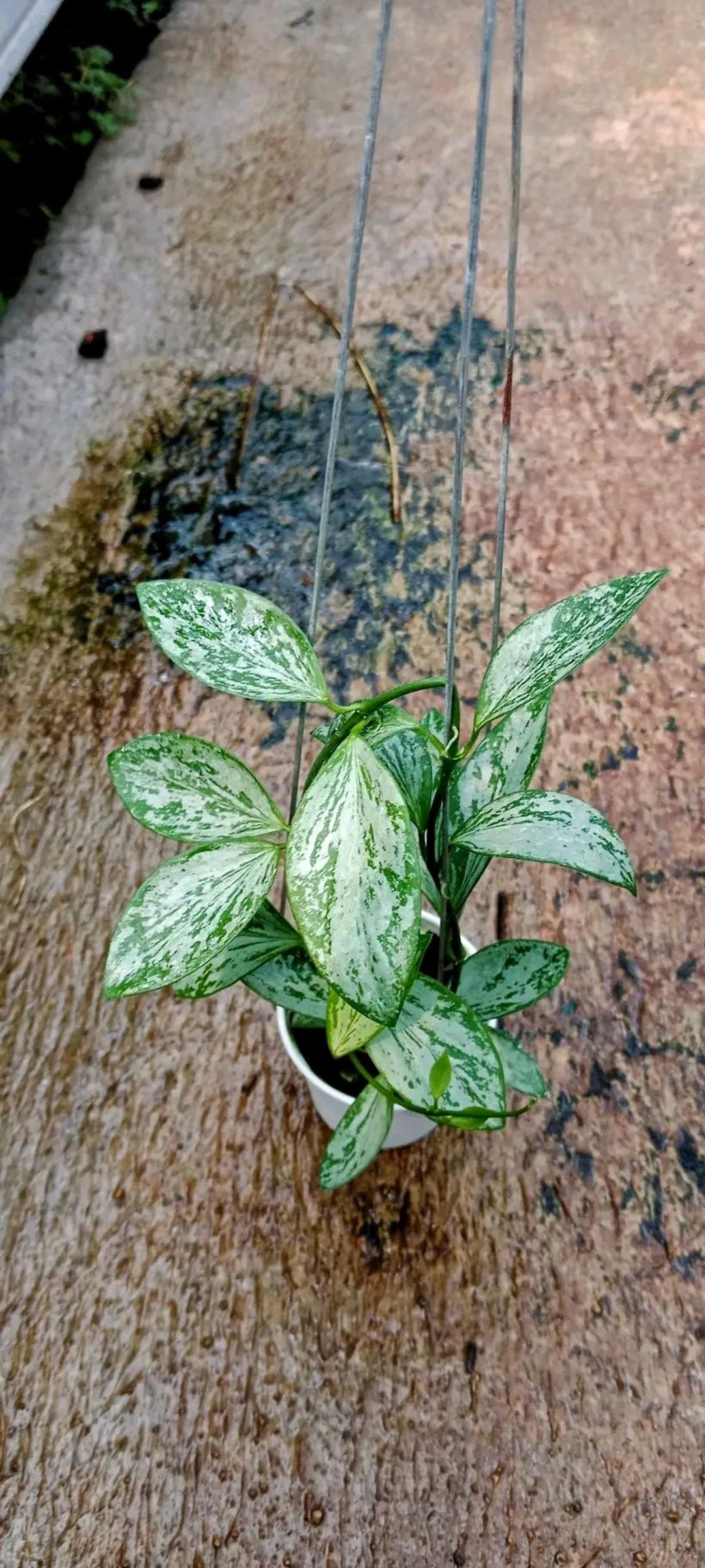 Hoya Collina High Splash | Rare Collector Hoya | Free Phytosanitary No ...