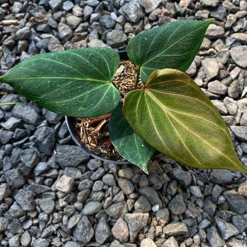 Anthurium butterfly - Etsy.de