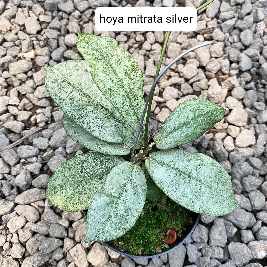 Hoya Mitrata Silver | Free Phytosanitary - Etsy