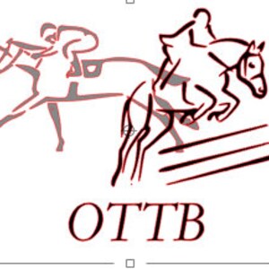 Ottb/thoroughbred/jumper Horse Vinyl Decal - Etsy