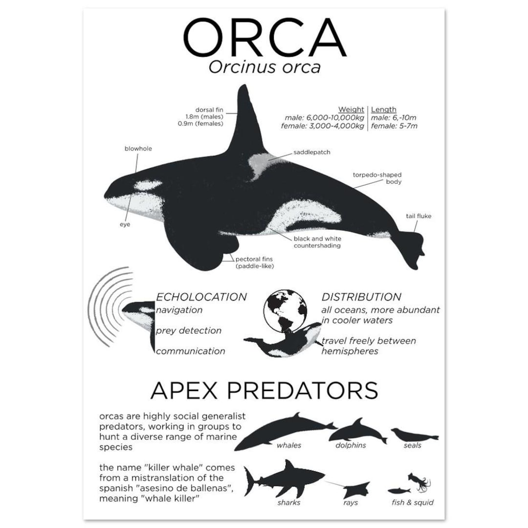 Orca Biology Poster, Orca, Killer Whale, Whale Poster, Marine Biology ...