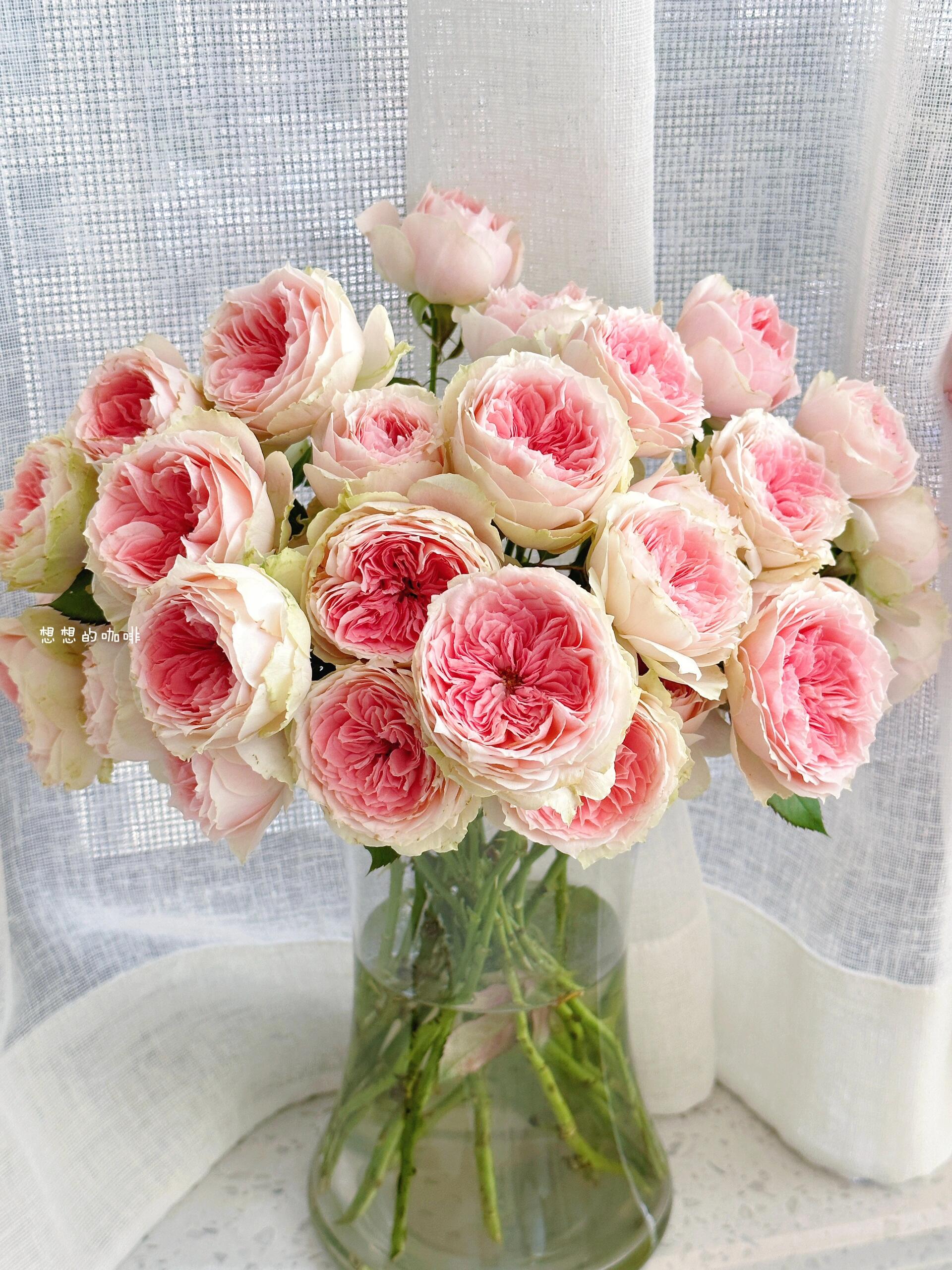 Rose ‘ Pompon Veranda ’ - Korfloci05 | Pashmina | Pompon Flower Circus ...