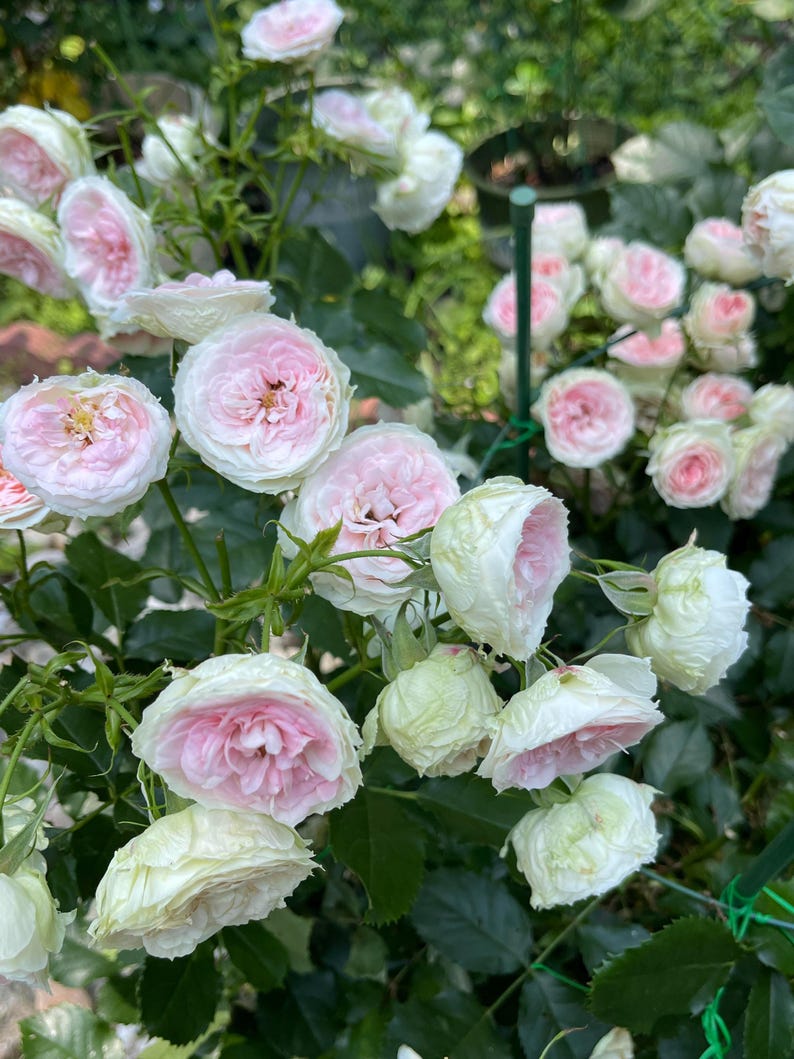 Rose ‘ Pompon Veranda ’ - Korfloci05 | Pashmina | Pompon Flower Circus ...