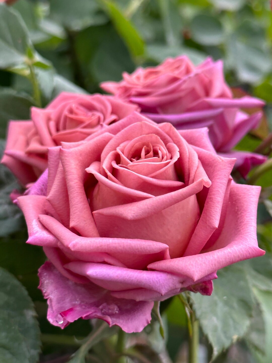 Rose' Barista' - 1.5 Gal Own Root Live Plant| Strong Fragrance ...