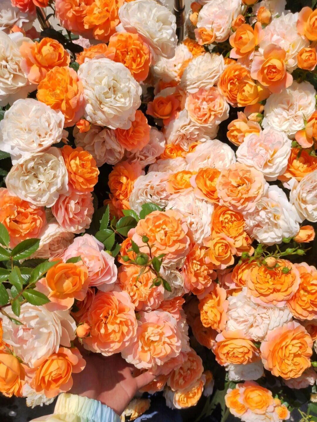 Rose ‘ Juicy Terrazza ‘ -1 Gal Own Root Live Plant| Heat Resistant ...