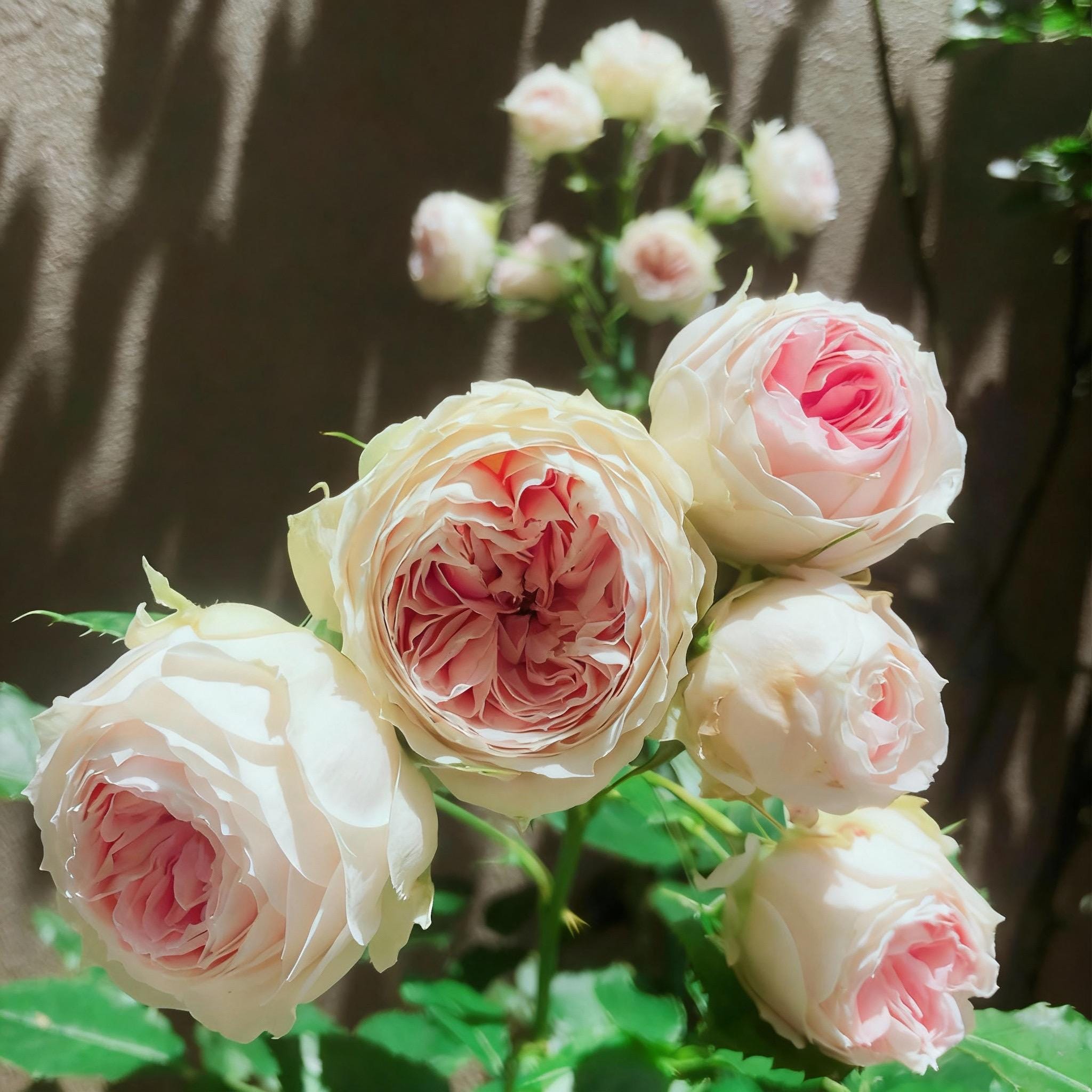 Rose ‘ Pompon Veranda ’ - Korfloci05 | Pashmina | Pompon Flower Circus ...