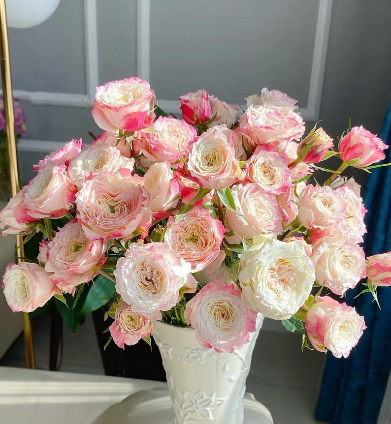 Rose ’ Dorothy Perkins‘ - 1.5 Gal Own Root Live Plant| Strong Fragrance ...