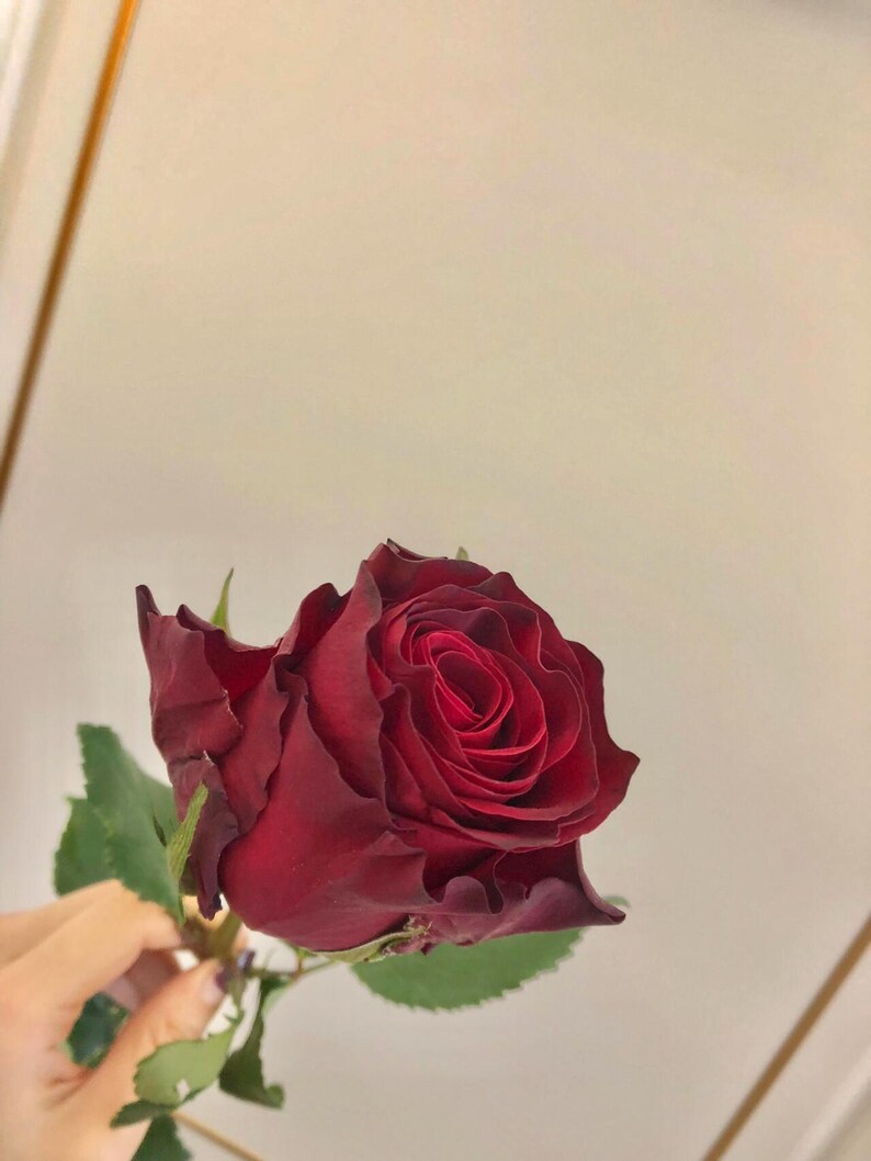 Rose ‘rhodos ’ - 1 Gal Own Root Live Plant| Good Resistance| Floribunda ...