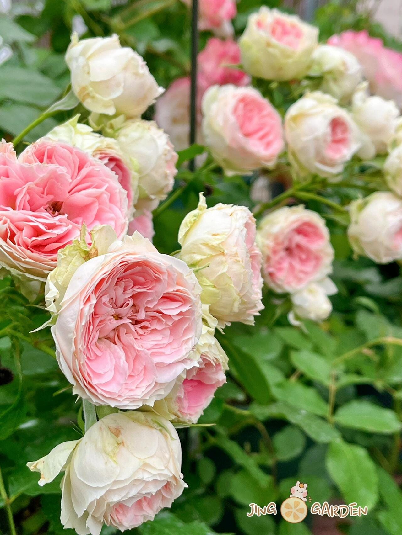 Rose ‘ Pompon Veranda ’ - Korfloci05 | Pashmina | Pompon Flower Circus ...