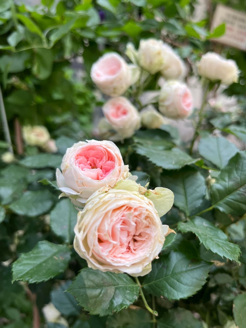 Rose ‘ Pompon Veranda ’ - Korfloci05 | Pashmina | Pompon Flower Circus ...