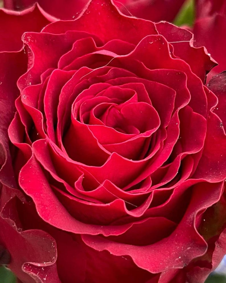 Rose ‘rhodos ’ - 1 Gal Own Root Live Plant| Good Resistance| Floribunda ...