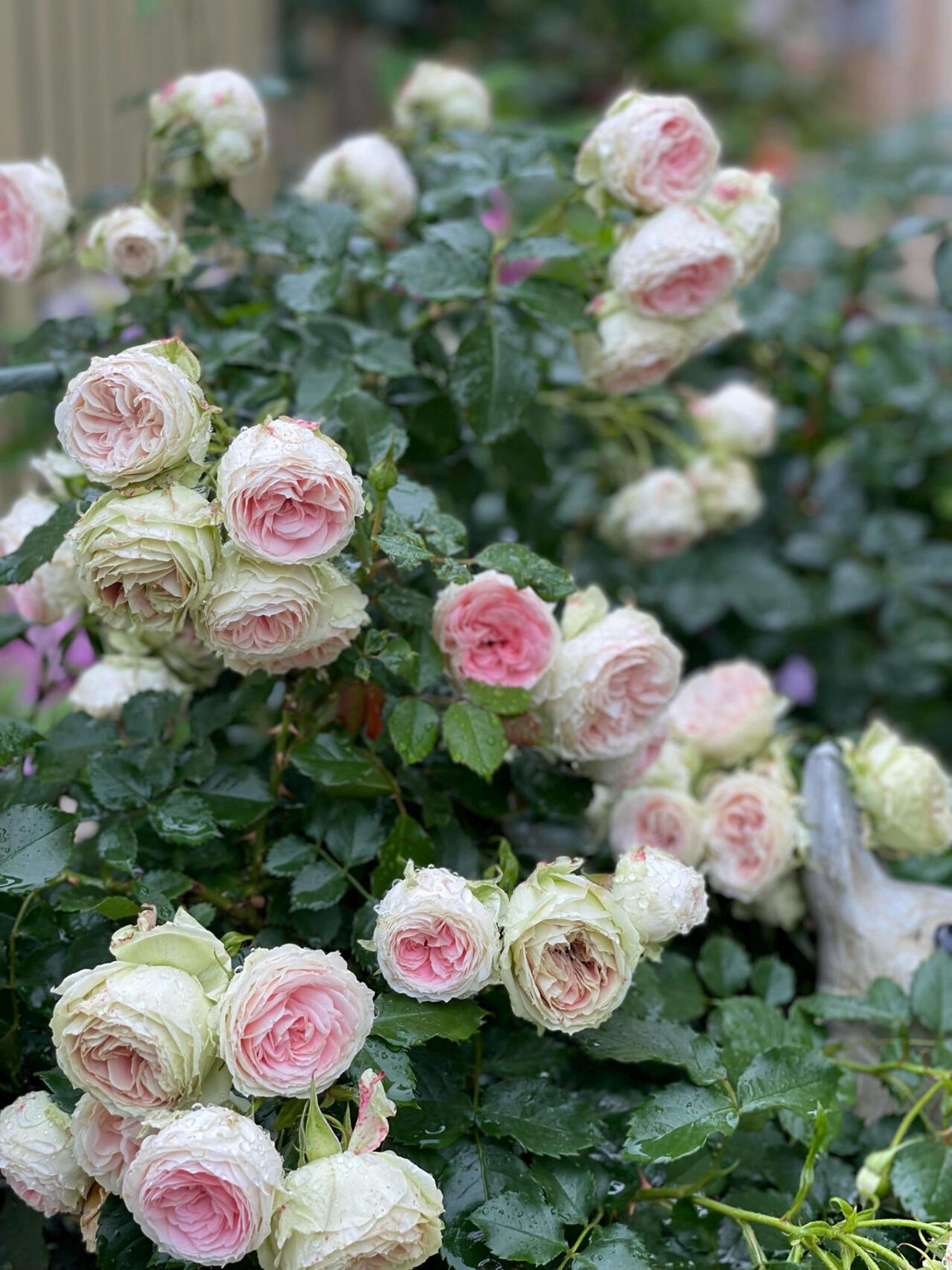 Rose ‘ Pompon Veranda ’ - Korfloci05 | Pashmina | Pompon Flower Circus ...
