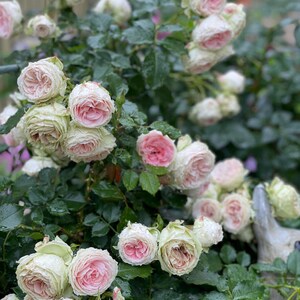 Rose ‘ Pompon Veranda ’ - Korfloci05 | Pashmina | Pompon Flower Circus ...