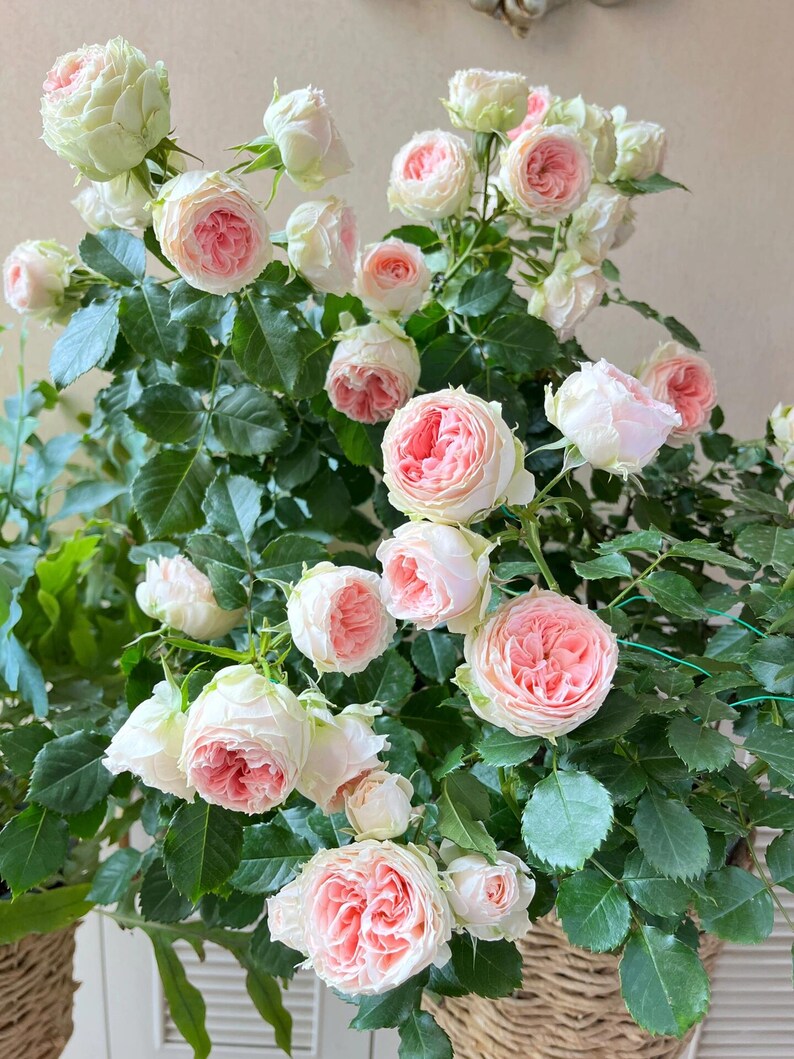 Rose ‘ Pompon Veranda ’ - Korfloci05 | Pashmina | Pompon Flower Circus ...