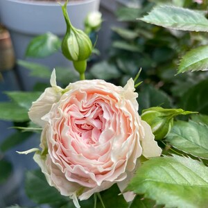 Rose ‘ Pompon Veranda ’ - Korfloci05 | Pashmina | Pompon Flower Circus ...