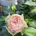 Rose ‘ Pompon Veranda ’ - Korfloci05 | Pashmina | Pompon Flower Circus ...