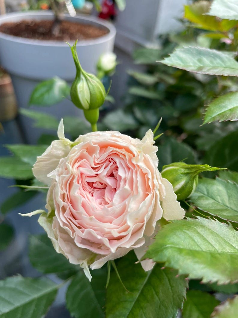 Rose ‘ Pompon Veranda ’ - Korfloci05 | Pashmina | Pompon Flower Circus ...