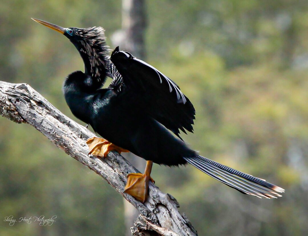 Anhinga Striking a Pose - Etsy