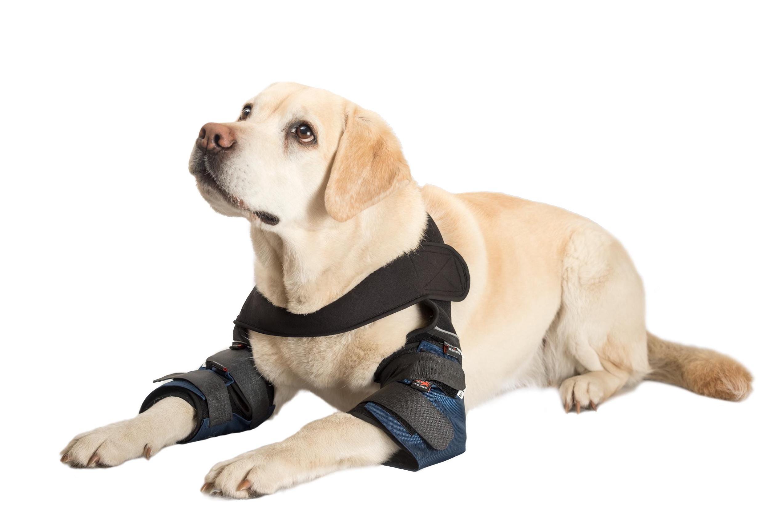 Dog Elbow Protector: Sleeve Wraps With Soft Pads | Care and Prevention ...