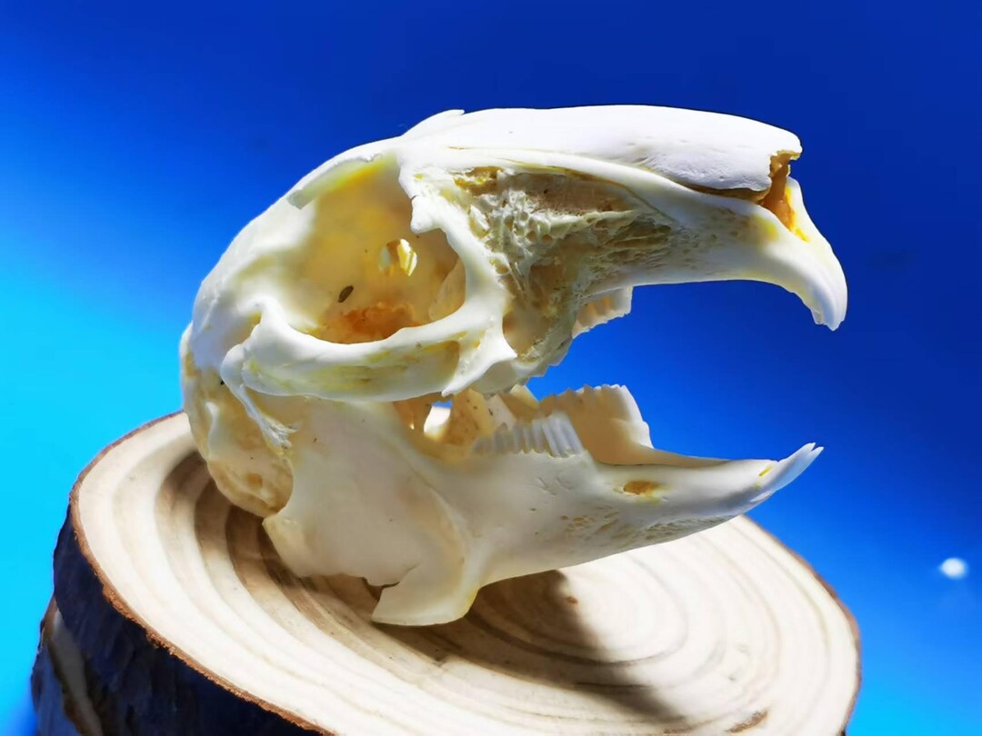 Real Rabbit Skull Herbivore Taxidermy for Educational Displays - Etsy