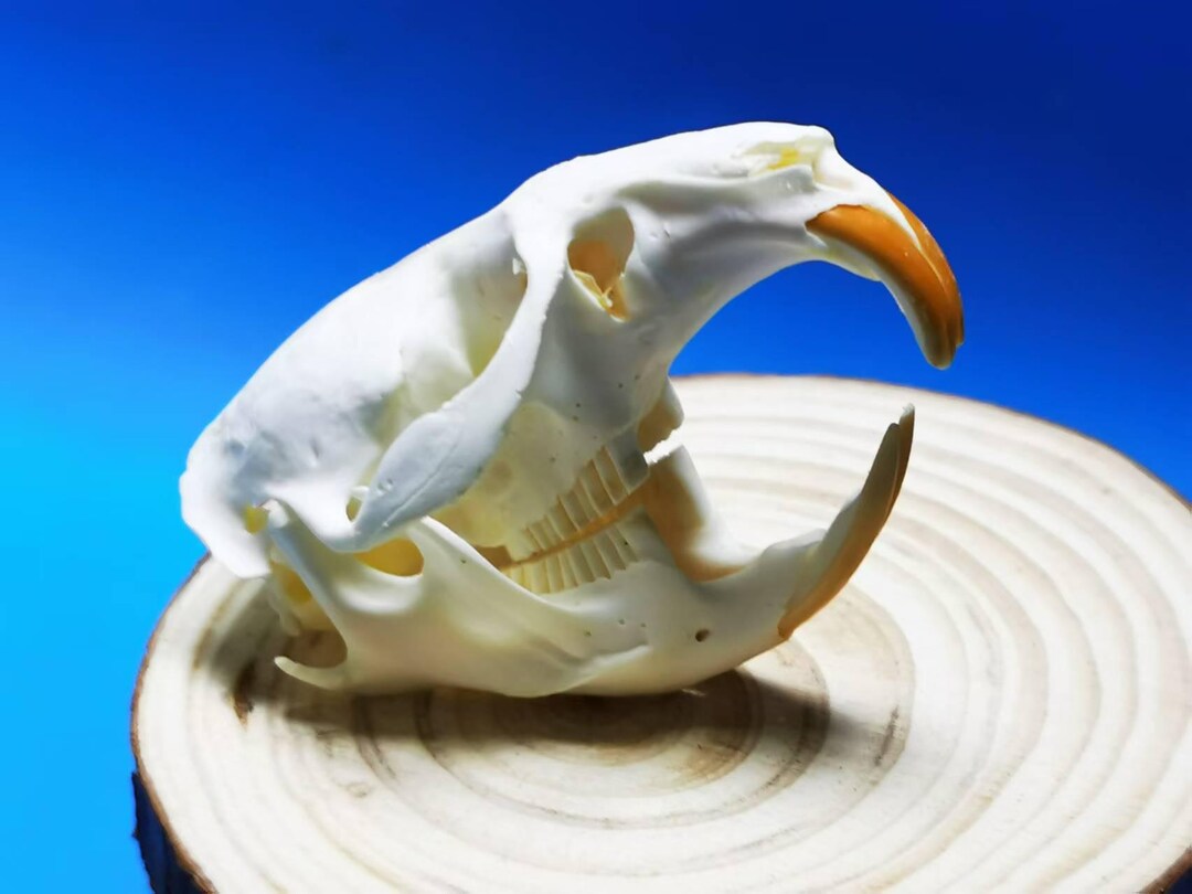 Genuine Muskrat Skull Rodent Taxidermy Specimen for Study - Etsy