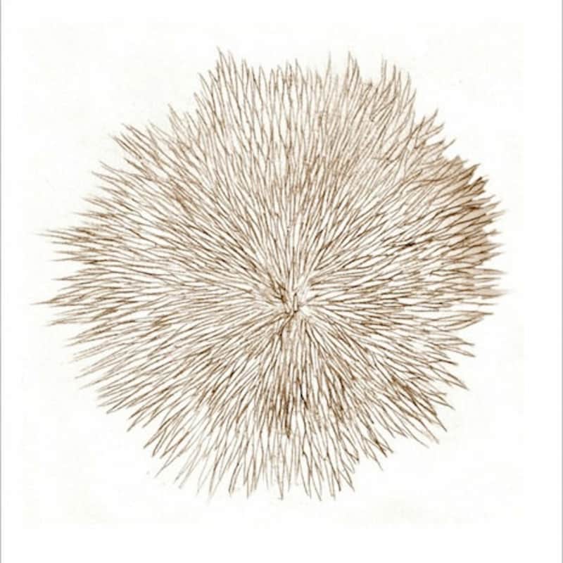 Sepia Shell Prints - Etsy