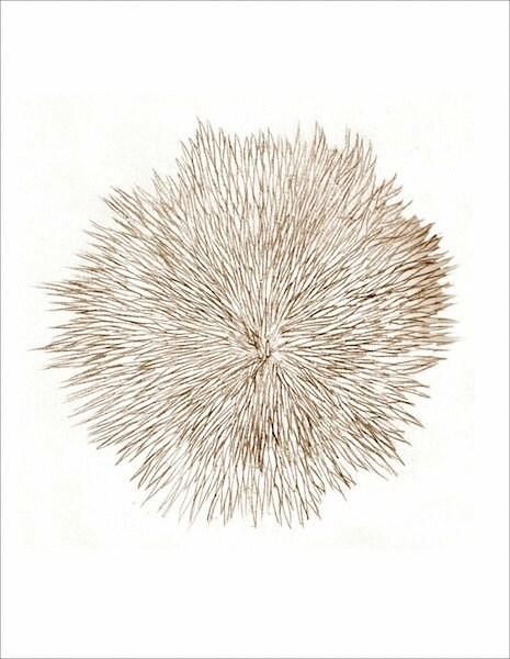 Art Sepia Drawing Print notes From a Walk on the | Etsy