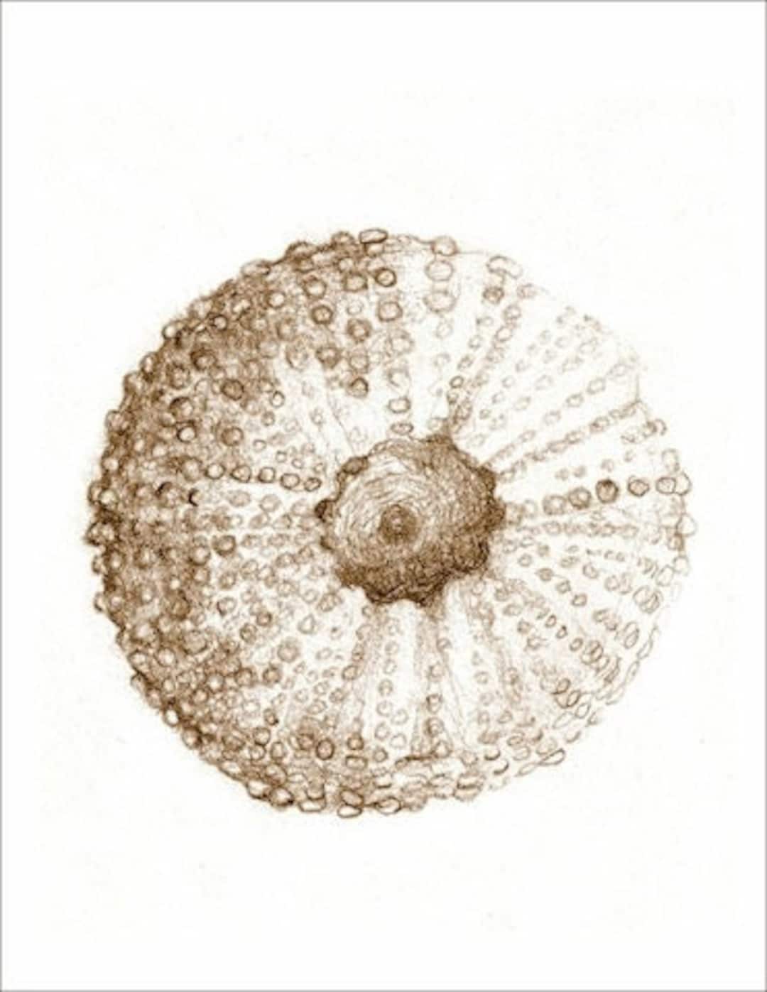 ART Drawing Sea Urchin Beach, Sea, Shells "notes From a Walk on the ...