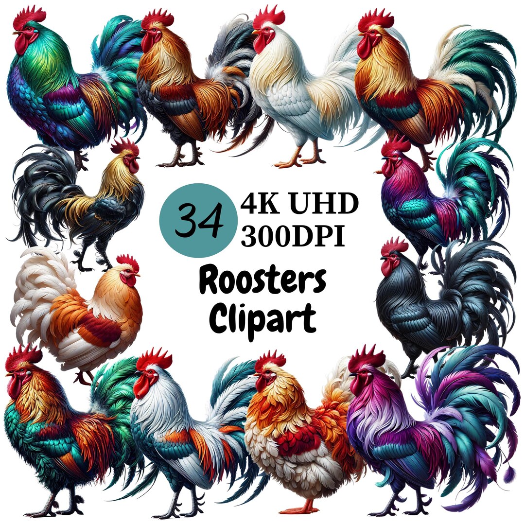 Roosters Clipart - 34 PNG, Colorful and Majestic Rooster Illustrations ...