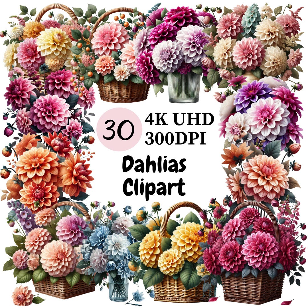 Dahlia Flowers Clipart: 30 PNG Floral Art Graphics (digital Download ...