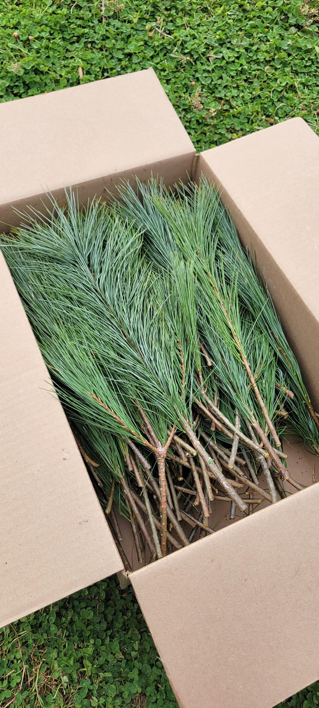 Fresh Cut White Pine. Chemical/dye Free. 2, 5, 10, 20 Lbs. 8"-24 ...