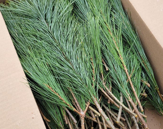 Fresh Cut White Pine. Chemical/dye Free. 2, 5, 10, 20 Lbs. 8"-24 ...