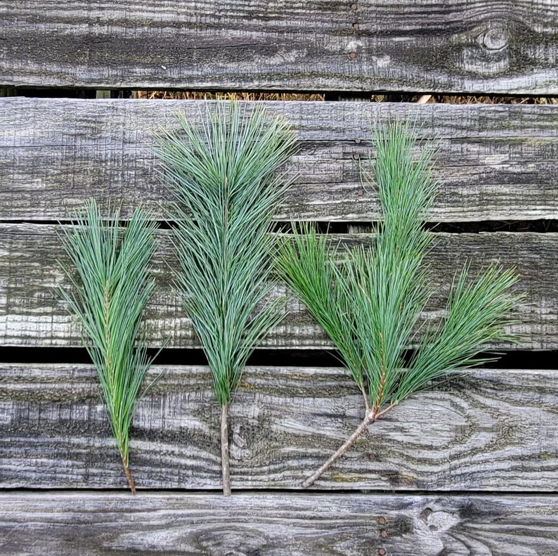 Fresh Cut White Pine. Chemical/dye Free. 2, 5, 10, 20 Lbs. 8"-24 ...