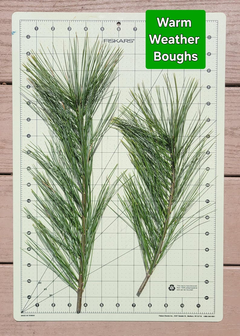 Fresh Cut White Pine. Chemical/dye Free. 2, 5, 10, 20 Lbs. 8"-24 ...