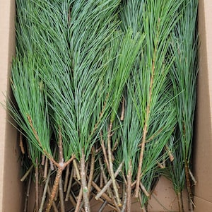 Fresh Cut White Pine. Chemical/dye Free. 2, 5, 10, 20 Lbs. 8"-24 ...