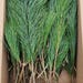 Fresh Cut White Pine. Chemical/dye Free. 2, 5, 10, 20 Lbs. 8"-24 ...