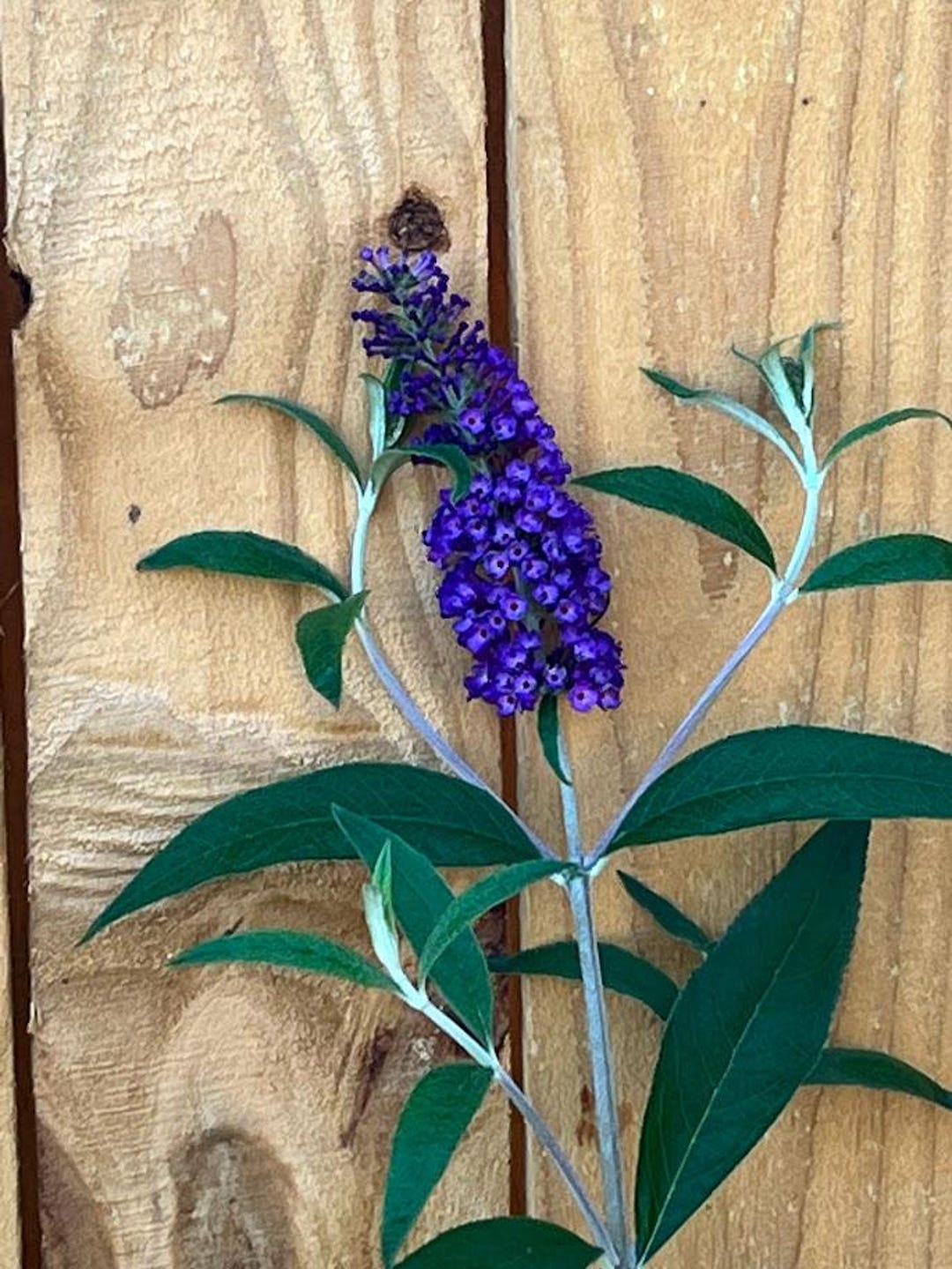 Black Knight Butterfly Bush Live Plant – Deep Purple Blooms for ...